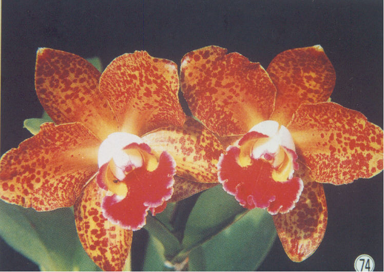Cattleya - Kanjana Orchids